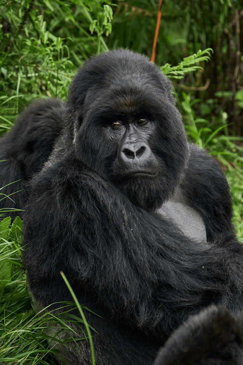 Uganda Gorilla Safari Adventure – Cosmic Safaris